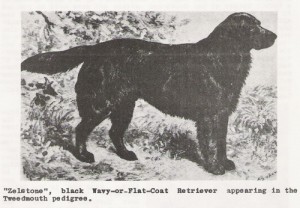 Early Ancestors of the Golden Retriever - Golden Retriever Club of America